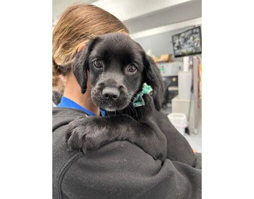 Monroe, MI - American Cocker Spaniel/Mixed Breed (Medium). Meet Wilma a ...