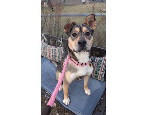 Cleveland, OH - German Shepherd Dog. Meet Kaishi 6 a Pet for Adoption - AdoptaPet.com