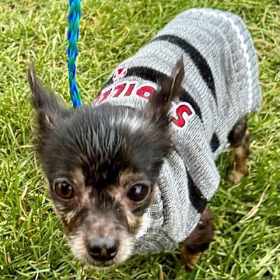 Normal, IL - Chihuahua. Meet Turtle a Pet for Adoption - AdoptaPet.com