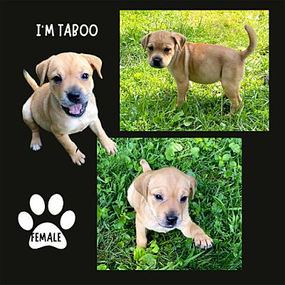GIlberts, IL - Mixed Breed (Medium). Meet Y6F-Taboo a Pet for Adoption ...