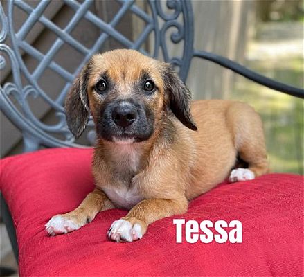 Parker Ford, PA - Beagle/Shepherd (Unknown Type). Meet Tessa-PENDING ...