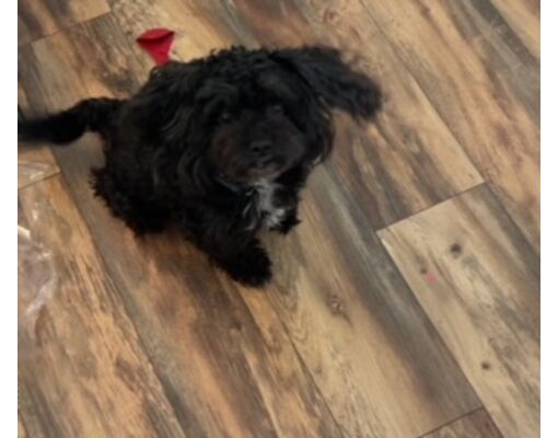 Blue Springs, MO - Shih Poo. Meet Ori a Pet for Adoption - AdoptaPet.com