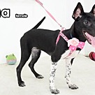 Lab Puppies - Yellow and Black Labrador Retriever Puppies