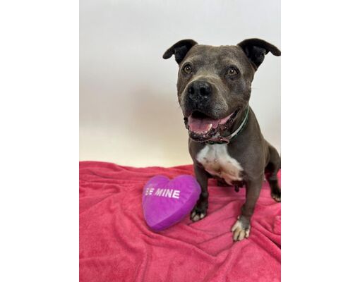 Hayward, CA - American Pit Bull Terrier. Meet STEFANI a Pet for ...