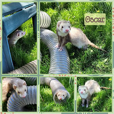 Denver, CO - Ferret. Meet Oscar a Pet for Adoption - AdoptaPet.com