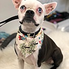 Boston Terrier Puppies - Boston Terrier Rescue and Adoption