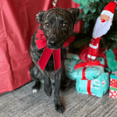 Carlsbad, CA - Whippet/Labrador Retriever. Meet Mahogany a Pet for ...