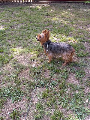 Glenpool, OK - Yorkie, Yorkshire Terrier. Meet Riley a Pet for Adoption ...
