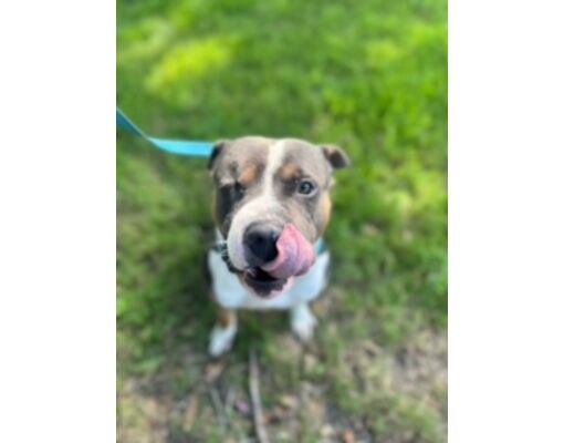Baton Rouge, LA - American Pit Bull Terrier/Mixed Breed (Medium). Meet ...