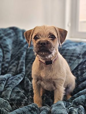 Fort Collins, CO - Pug/Border Terrier. Meet Kiwi a Pet for Adoption ...