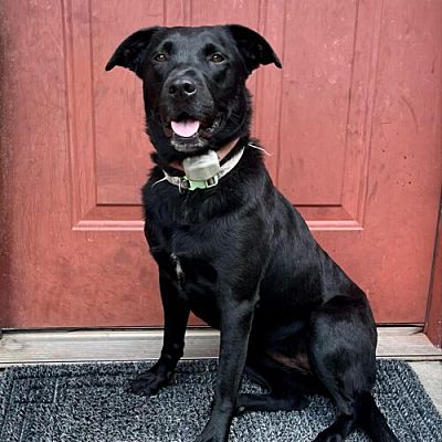 Sanford, NC - Flat-Coated Retriever/Labrador Retriever. Meet Ruby a Pet ...