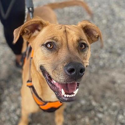 Greenville, SC - Carolina Dog. Meet CiCi/Linnie a Pet for Adoption ...