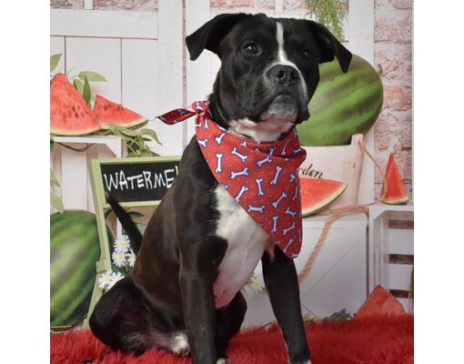 Yuma, AZ - Boxer/Mixed Breed (Medium). Meet Doodle a Pet for Adoption ...