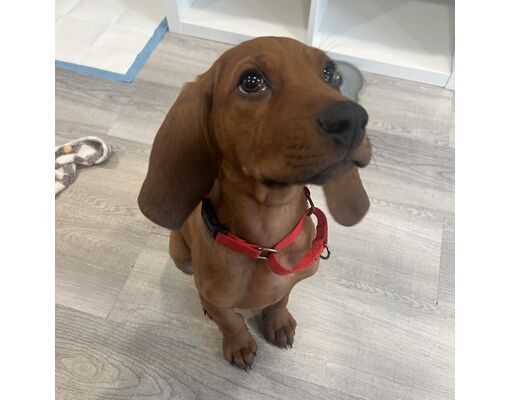 New York, NY - Redbone Coonhound/Mixed Breed (Large). Meet Elvis a Pet ...