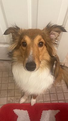 Brockton, MA - Sheltie, Shetland Sheepdog. Meet Milo a Pet for Adoption ...