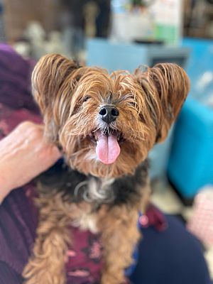 Chicago, IL - Yorkie, Yorkshire Terrier. Meet Elmo a Pet for Adoption ...