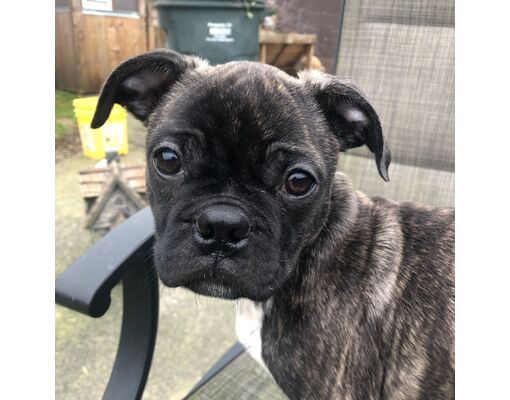 Seattle, WA - Boston Terrier/Pug. Meet Cricket - ready for his family ...