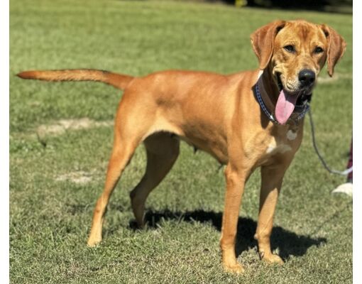 Natchez, MS - Rhodesian Ridgeback/Mixed Breed (Medium). Meet Libby a ...