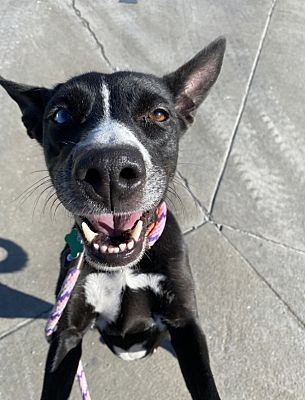 Lincoln, NE - Border Collie. Meet Matilda a Pet for Adoption ...