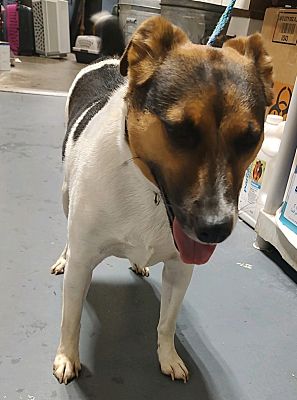 Dallas, GA - Jack Russell Terrier. Meet 24-08-2581 Vincent a Pet for ...