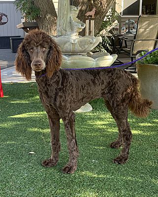 Temecula, CA - Standard Poodle. Meet Sarah a Pet for Adoption ...