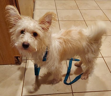Aurora, IL - Scottie, Scottish Terrier. Meet Scotty a Pet for Adoption ...