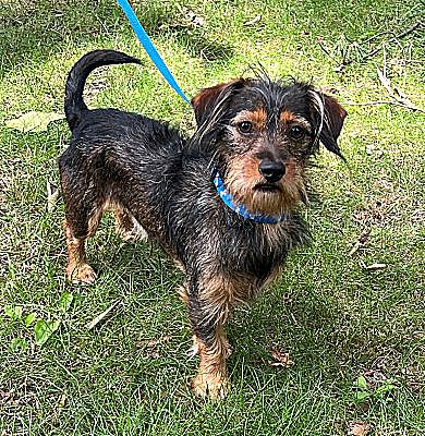 Chicago, IL - Yorkie, Yorkshire Terrier/Terrier (Unknown Type, Small ...