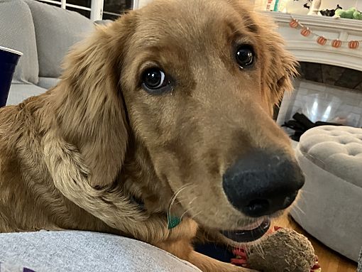 Scranton, PA - Golden Retriever. Meet Duke a Pet for Adoption ...