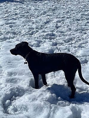 Reno, NV - Labrador Retriever. Meet Penny a Pet for Adoption ...