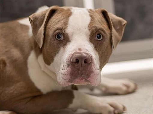 Denver, CO - Pit Bull Terrier. Meet DUKE a Pet for Adoption - AdoptaPet.com