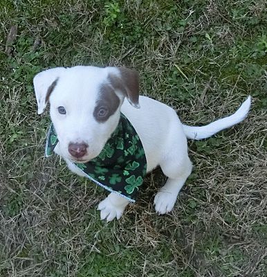Southbury, CT - English Pointer/Labrador Retriever. Meet Oliver~adopted ...