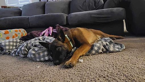 Imlay City, MI - Belgian Malinois. Meet Maverick - Located in OR a Pet ...