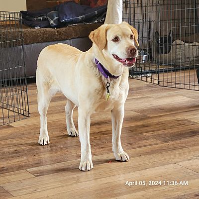 Windsor, CO - Labrador Retriever. Meet Esther a Pet for Adoption ...