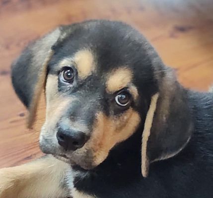 Edgar, WI - Beagle/Labrador Retriever. Meet Pip a Pet for Adoption ...