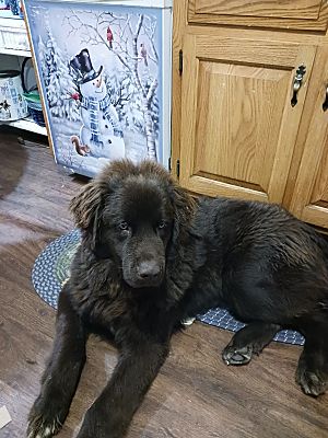 Barberton, OH - Newfoundland/Australian Shepherd. Meet Bear a Pet for ...