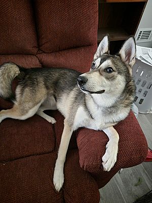 Lexington, SC - Husky. Meet Loona a Pet for Adoption - AdoptaPet.com