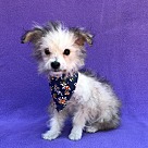 Papillon Puppies - Papillon Rescue and Adoption Near You