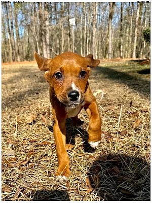 Birmingham, AL - Foxhound/Hound (Unknown Type). Meet Cedar a Pet for ...