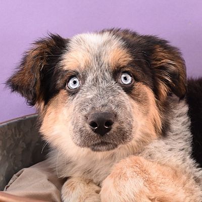 Sheridan, CO - Australian Shepherd. Meet Celestial Cuties - Moon a Pet ...