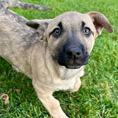 Sunnyvale, CA - Terrier (Unknown Type, Medium)/Shepherd (Unknown Type ...