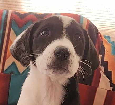 Hartford, CT - Basset Hound/Beagle. Meet LuvBug a Pet for Adoption ...