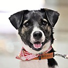 Collie Puppies - Collie Rescue and Adoption Near You