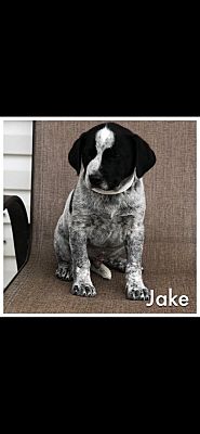 Charleston, WV - Australian Cattle Dog/Pointer. Meet Jake a Pet for ...