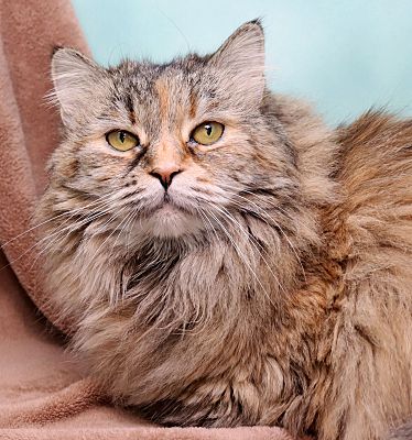 Seminole Blvd, FL - Maine Coon. Meet Cinnamon a Pet for Adoption ...