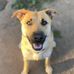 Santa Maria, CA - Black Mouth Cur/Mixed Breed (Medium). Meet Shanti a ...