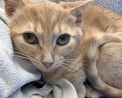 Palatine, IL - Domestic Shorthair. Meet Alanis Morissette a Pet for ...