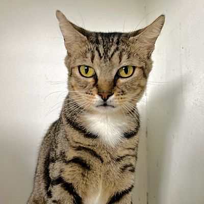 Irvine, CA - Egyptian Mau. Meet SAGE a Pet for Adoption - AdoptaPet.com