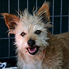 Corgi Puppies - Corgi Rescue and Adoption Near You