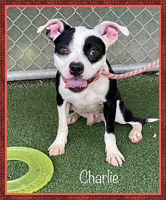 Marietta, GA - Boston Terrier. Meet CHARLIE (also see STANLEY) a Pet ...
