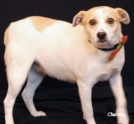 Newland, NC - Jack Russell Terrier/Feist. Meet Dot a Pet for Adoption ...